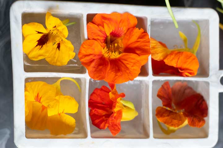 How Make Flower Ice Cubes ( Elevate Your Ice Water)
